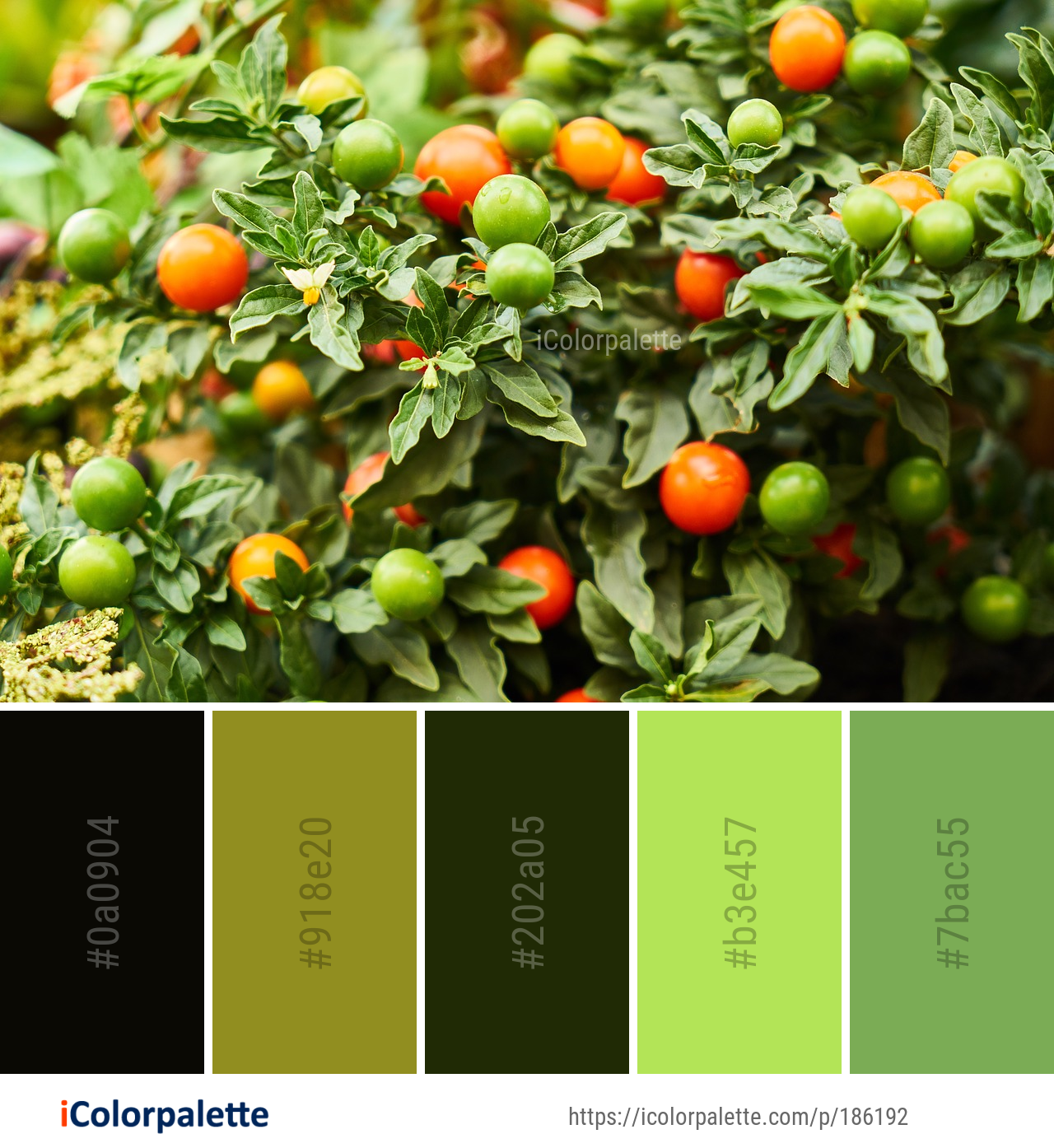 Color Palette Ideas from Natural Foods Fruit Vegetable Image ...