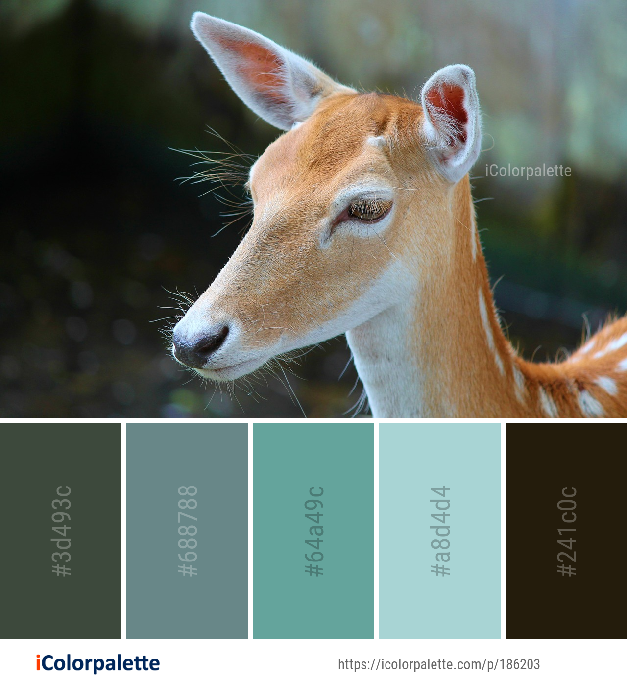 Color Palette Ideas from Wildlife Fauna Mammal Image | iColorpalette