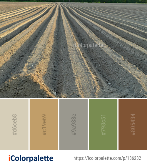 Color Palette Ideas from Field Soil Crop Image | iColorpalette