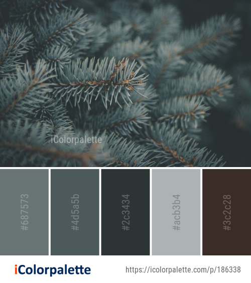 Color Palette Ideas from Spruce Tree Pine Family Image | iColorpalette