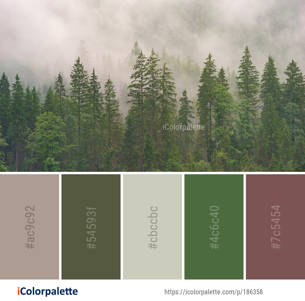Color Palette Ideas from Ecosystem Spruce Fir Forest Vegetation Image ...