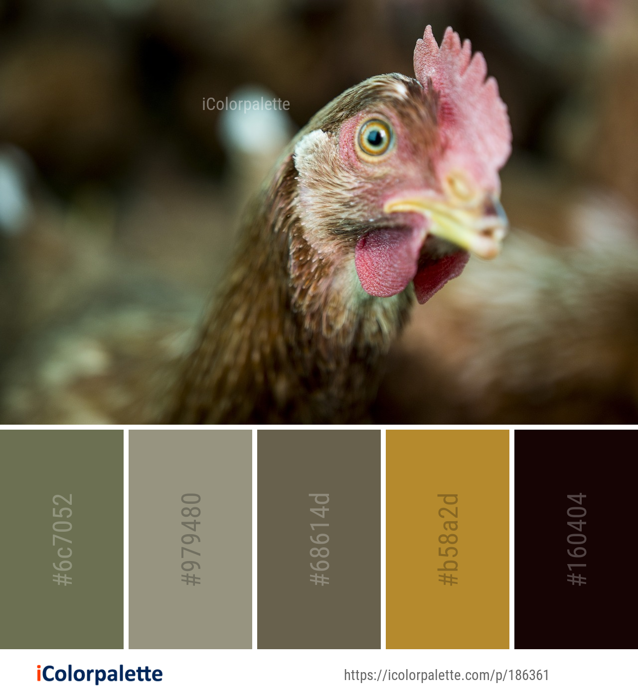 Color Palette Ideas from Beak Chicken Fauna Image | iColorpalette