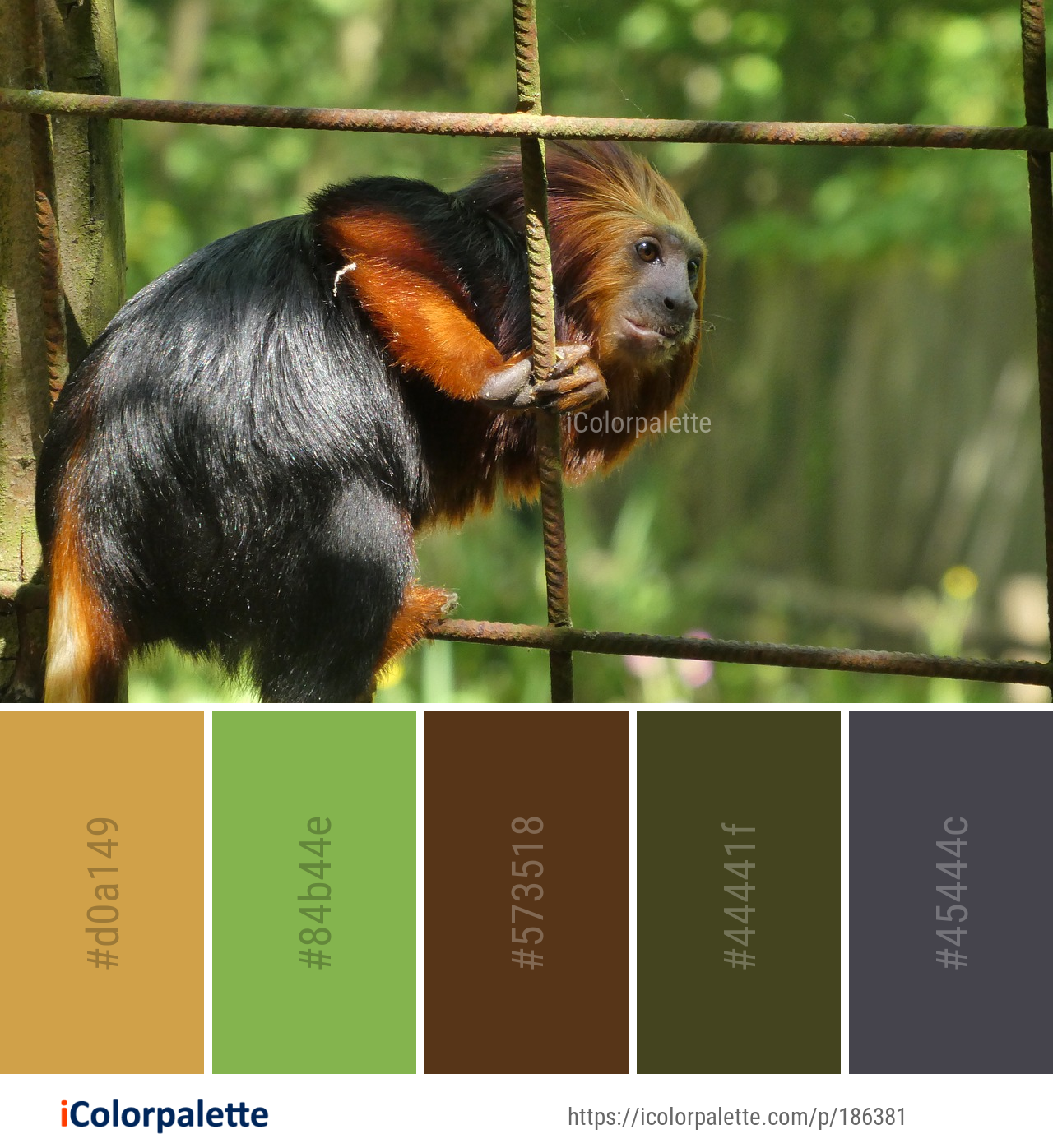 Color Palette Ideas from Fauna Primate New World Monkey Image ...