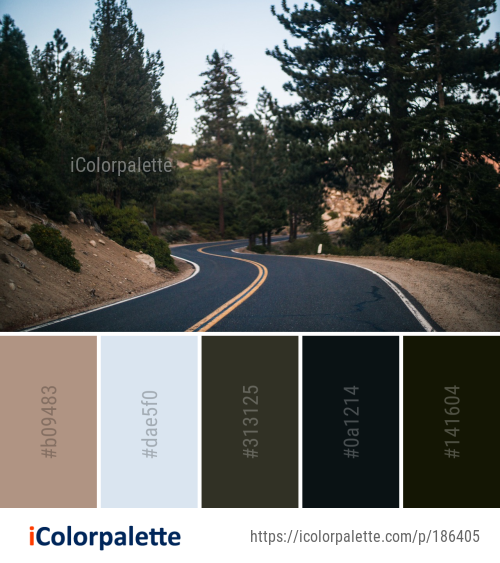 Color Palette Ideas from Road Nature Tree Image | iColorPalette