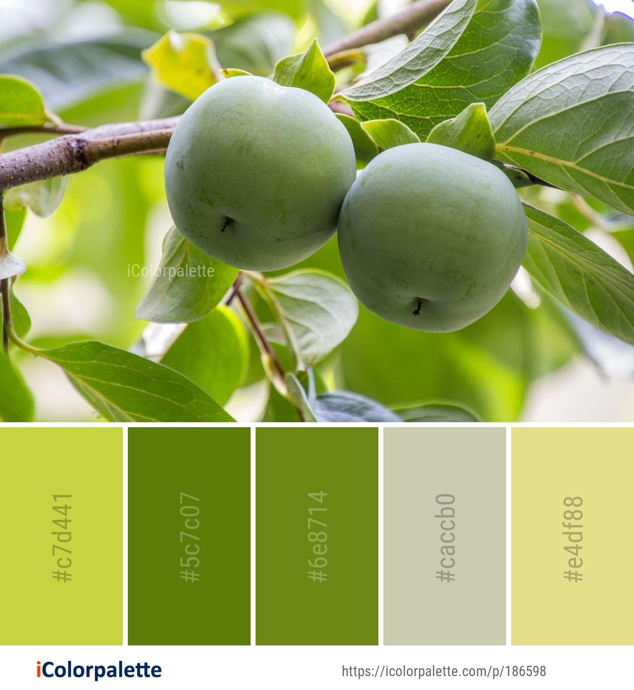 Color Palette Ideas from Fruit Tree Produce Image | iColorpalette