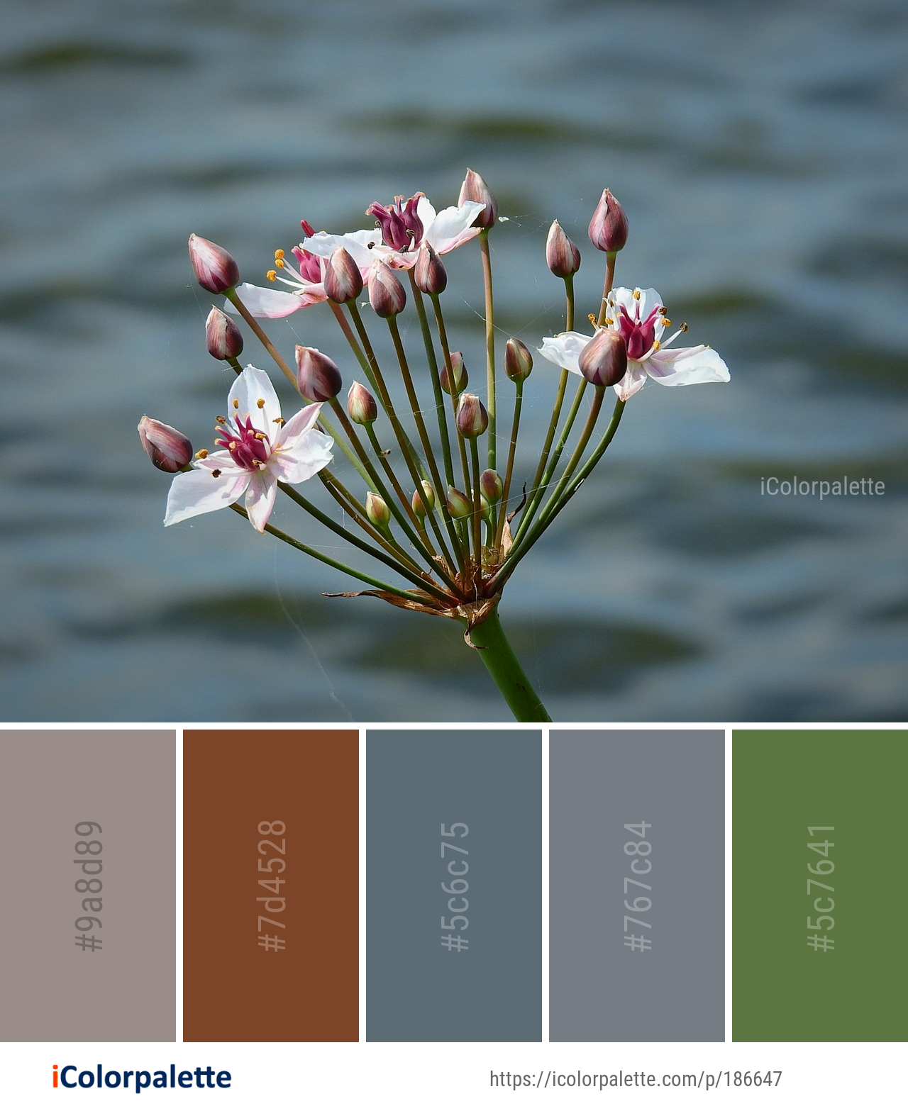 2+ Flowering Rush Color Palette ideas in 2025 | iColorPalette