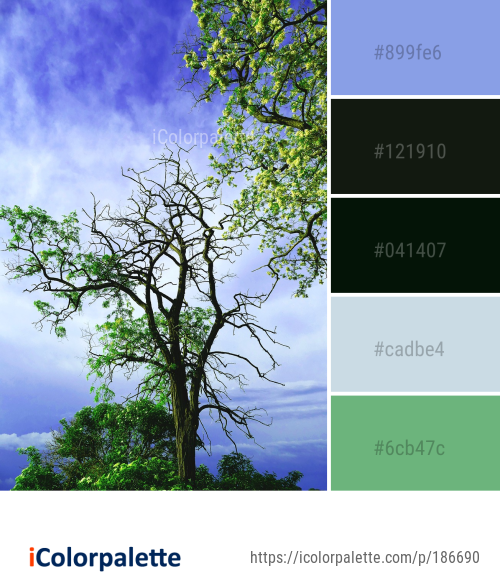 Color Palette Ideas from Sky Tree Nature Image | iColorpalette