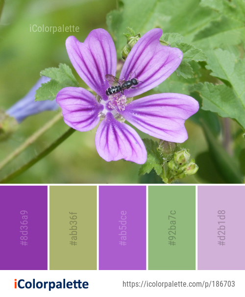 25 Malva Color Palette ideas in 2025 | iColorpalette