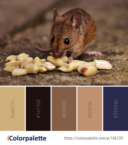Color Palette Ideas from Mouse Fauna Mammal Image | iColorpalette