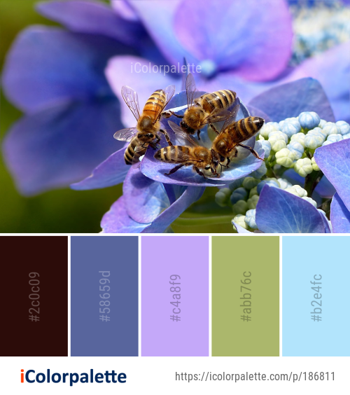 Color Palette Ideas from Honey Bee Insect Image | iColorpalette