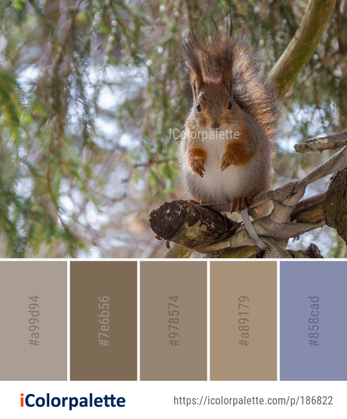 Color Palette Ideas from Squirrel Fauna Mammal Image | iColorpalette