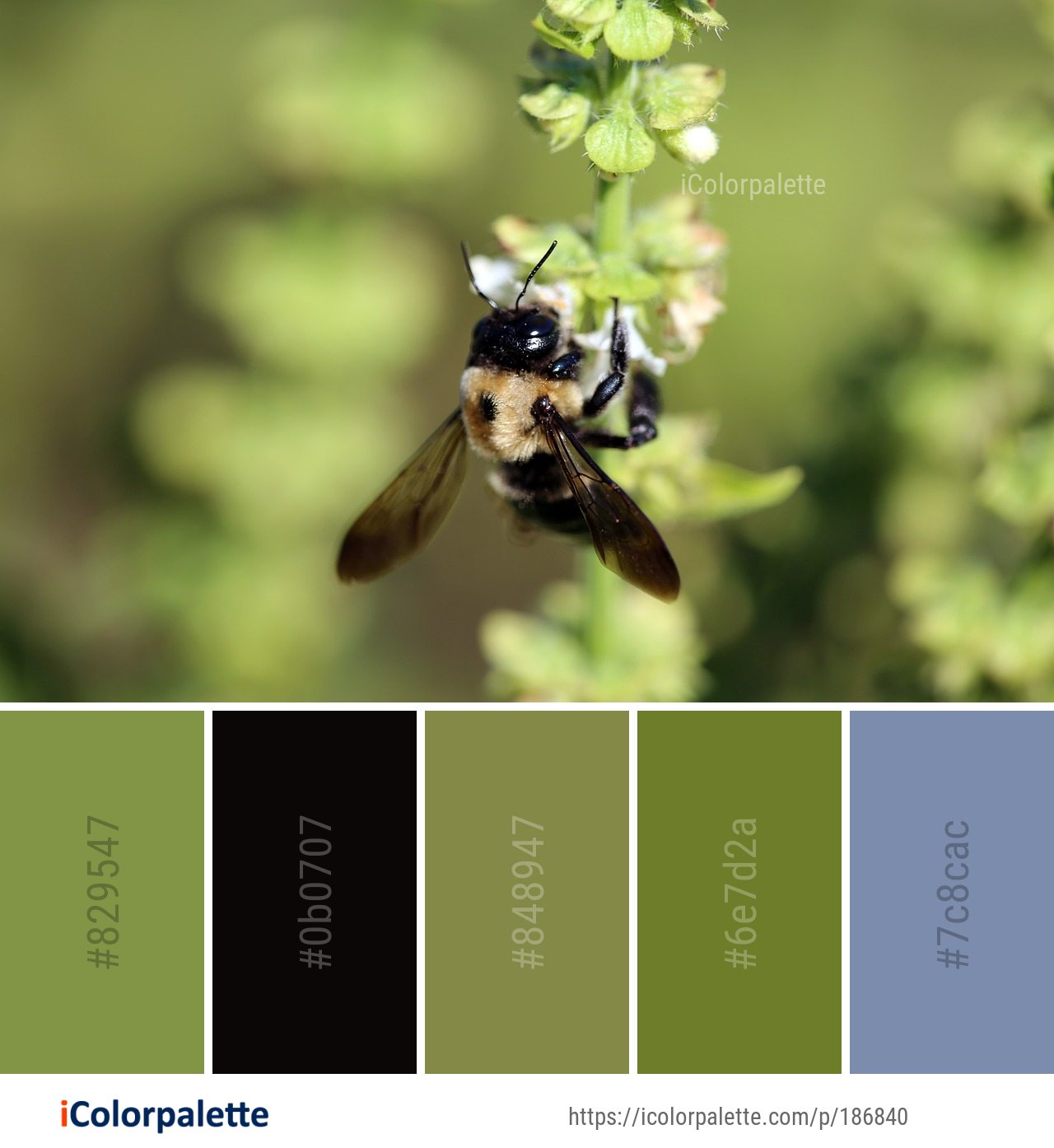 Color Palette Ideas from Insect Honey Bee Image | iColorpalette