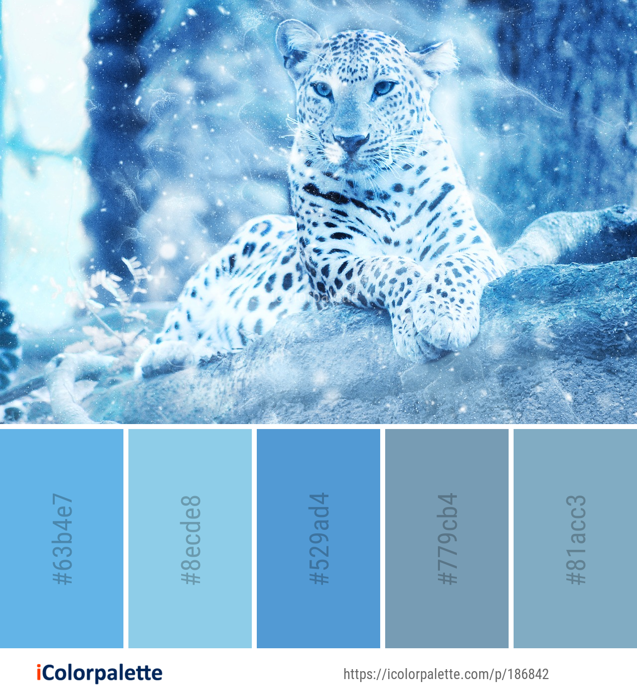 Color Palette Ideas from Mammal Wildlife Leopard Image | iColorPalette