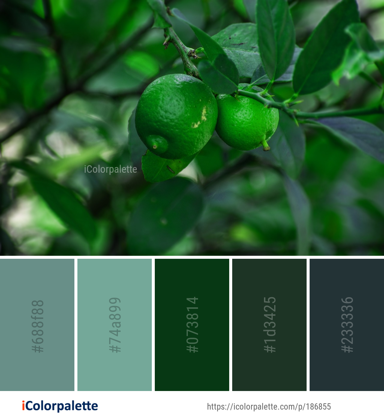 Color Palette Ideas from Green Citrus Fruit Image | iColorpalette