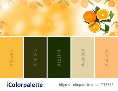 Color Palette Ideas from Fruit Orange Image | iColorpalette