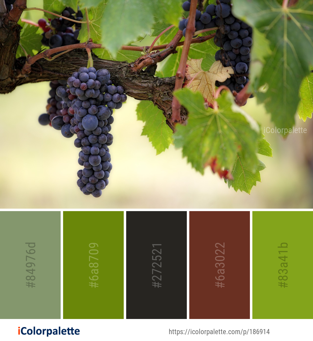 Color Palette Ideas from Grape Grapevine Family Fruit Image | iColorpalette