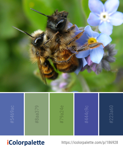 Color Palette Ideas from Honey Bee Insect Image | iColorpalette