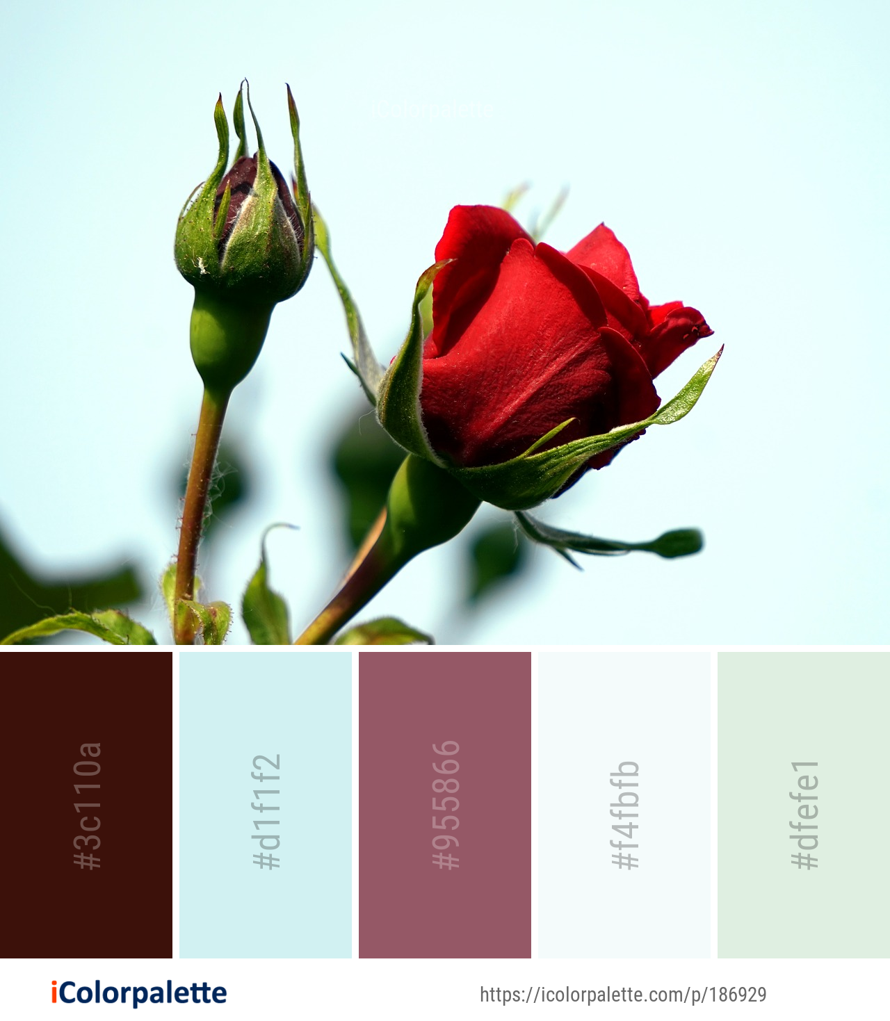 Color Palette Ideas from Flower Red Rose Image | iColorpalette