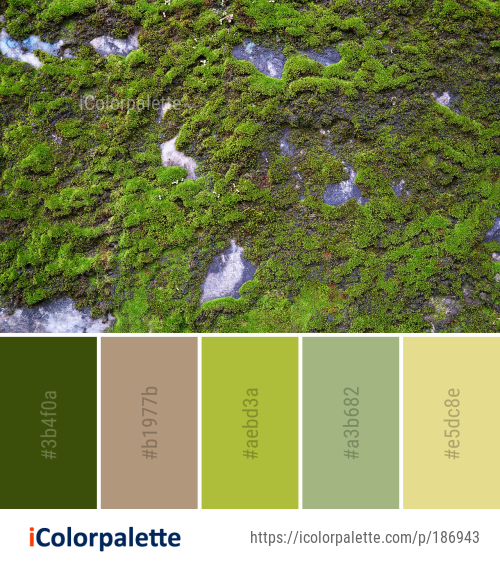 69+ Moss Color Palette ideas in 2025 | iColorPalette