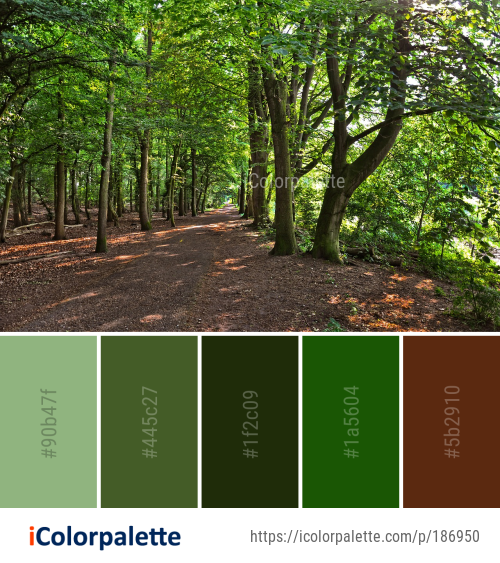 Color Palette Ideas from Woodland Nature Tree Image | iColorpalette