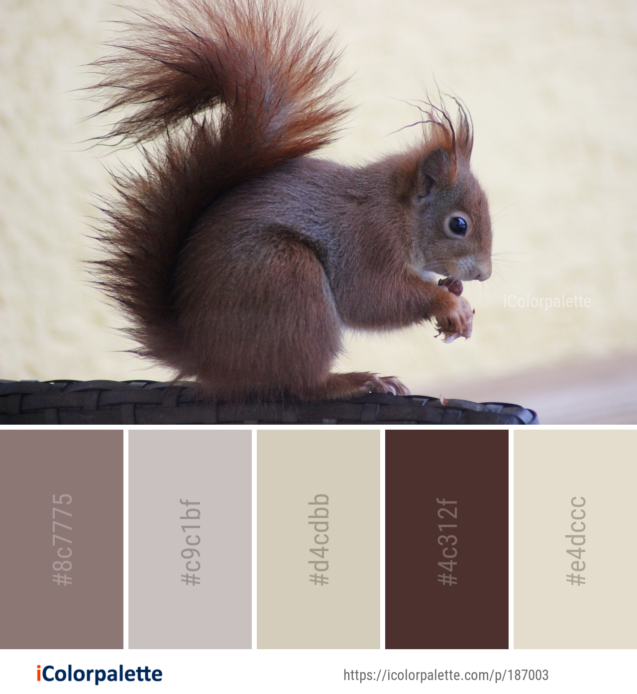 Color Palette Ideas from Fauna Mammal Squirrel Image | iColorpalette
