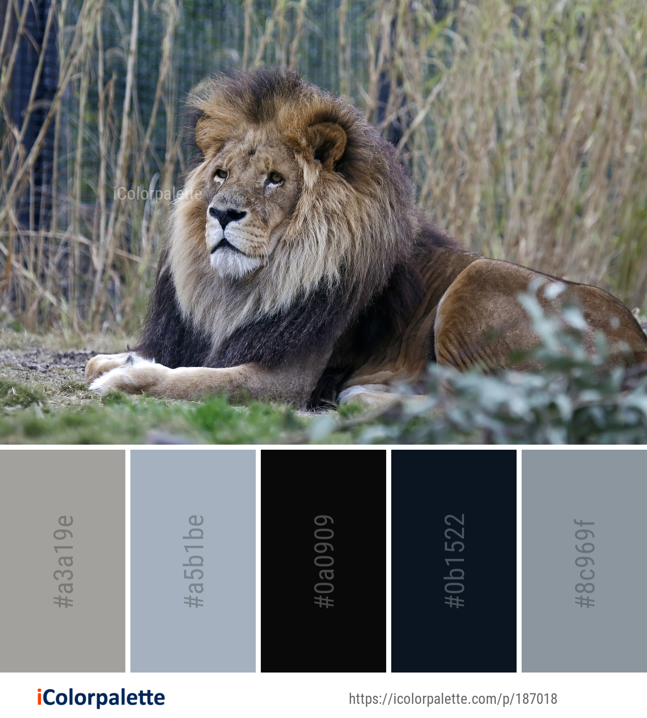 Color Palette Ideas from Wildlife Lion Terrestrial Animal Image ...