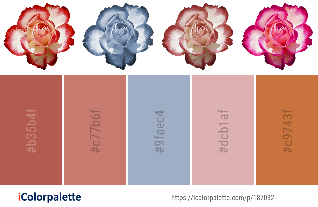 Color Palette Ideas from Flower Pink Petal Image | iColorpalette