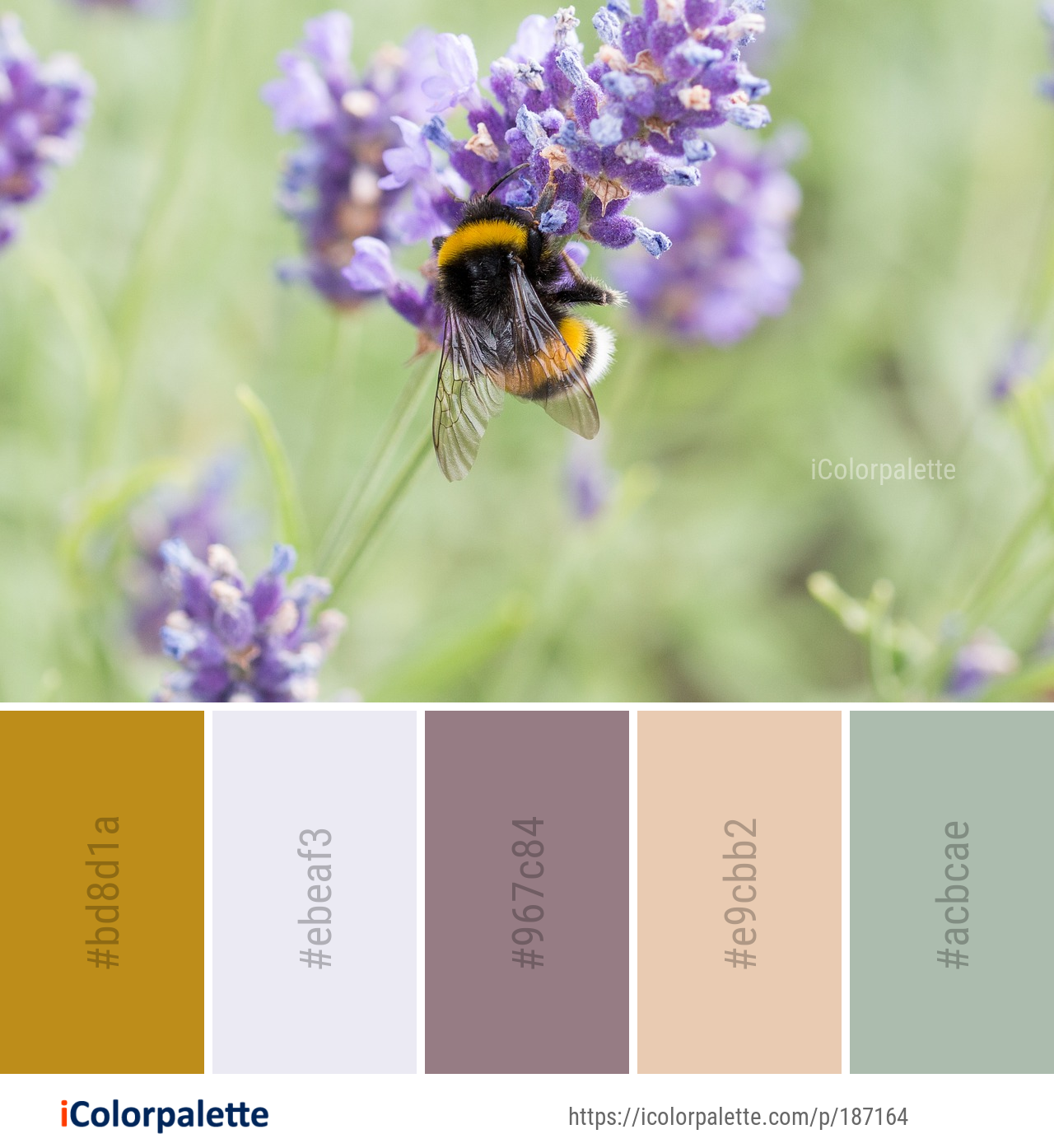 Color Palette Ideas from Bee Bumblebee Honey Image | iColorpalette