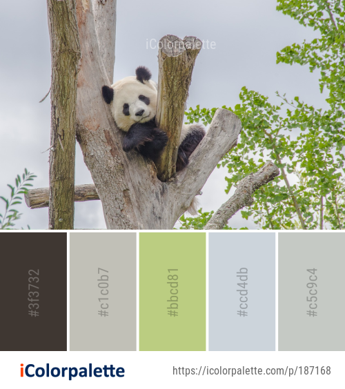 7+ Giant Panda Color Palette ideas in 2025 | iColorPalette