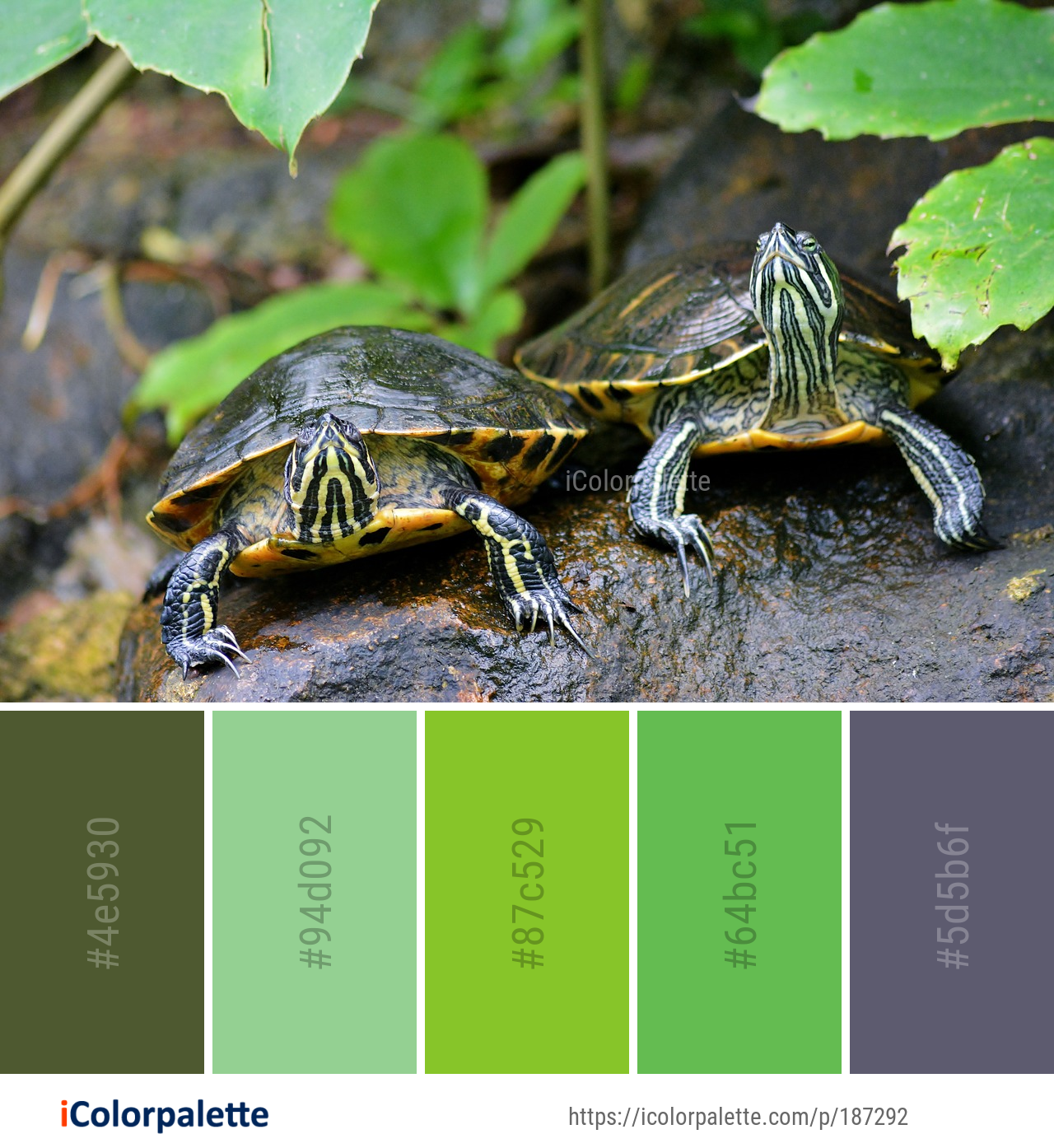 Color Palette Ideas from Turtle Reptile Emydidae Image | iColorpalette