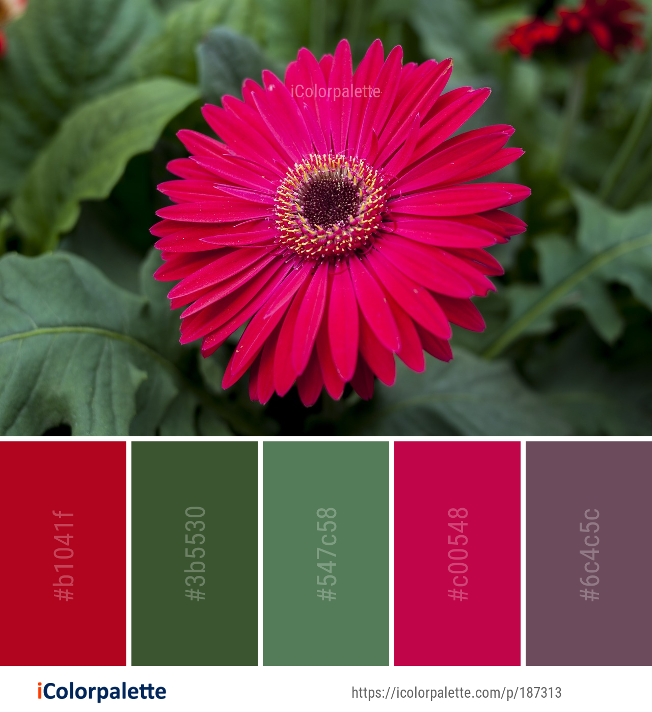 Color Palette Ideas from Flower Flora Plant Image | iColorpalette