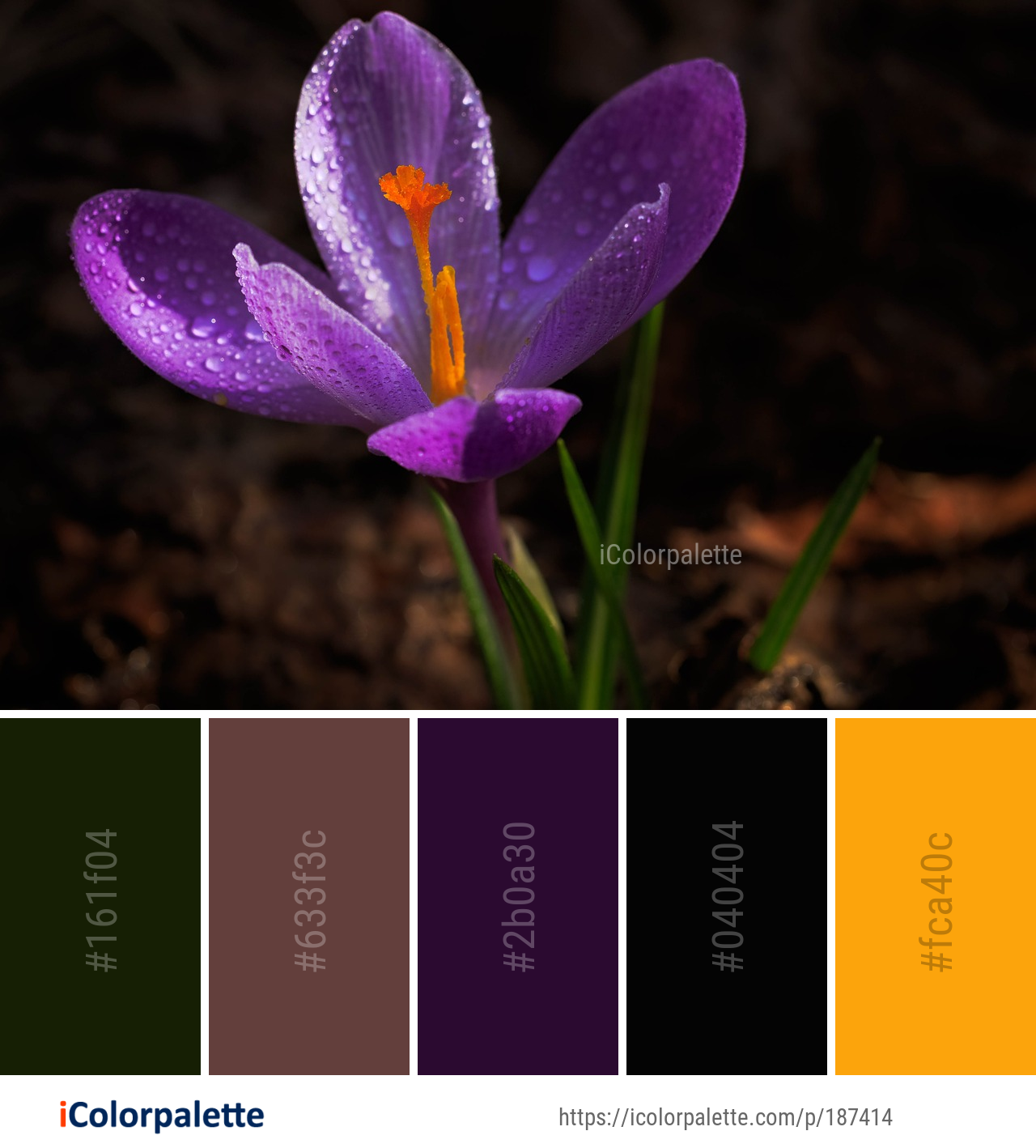 Color Palette Ideas from Flower Plant Crocus Image | iColorpalette