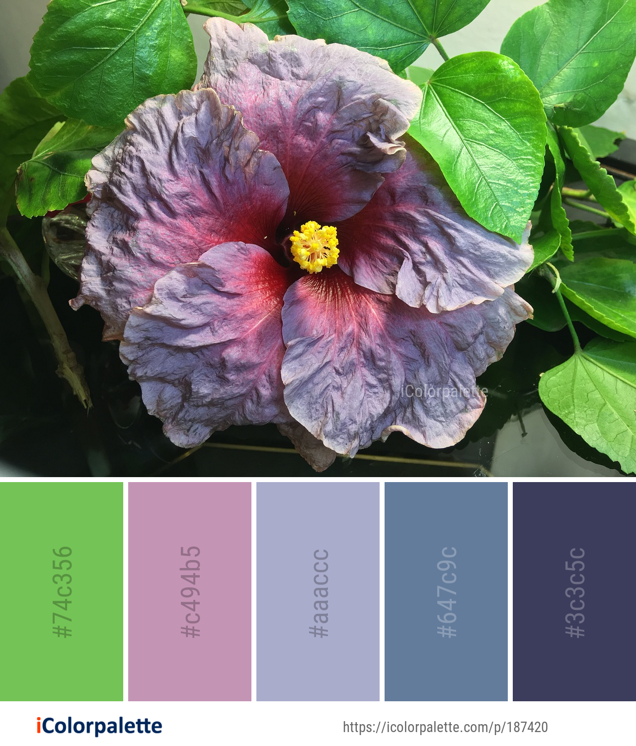 Color Palette Ideas from Flower Plant Hibiscus Image | iColorpalette