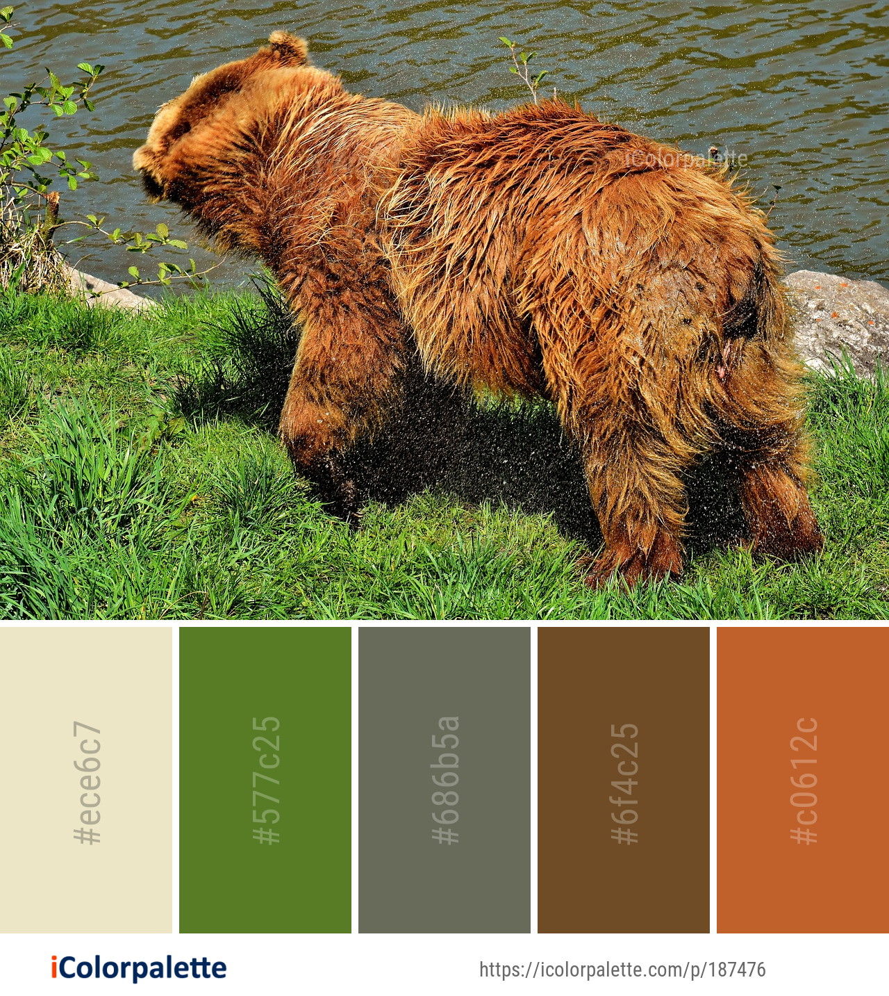 Color Palette Ideas from Brown Bear Grizzly Image | iColorpalette