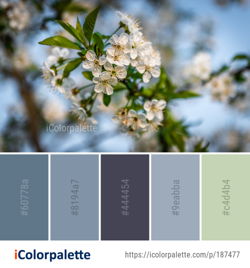 Color Palette Ideas from Blossom Spring Flower Image | iColorpalette