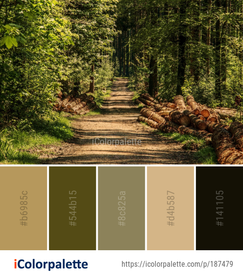 Color Palette Ideas from Path Nature Woodland Image | iColorpalette