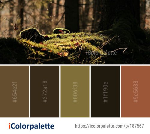 Color Palette Ideas from Nature Vegetation Ecosystem Image | iColorpalette