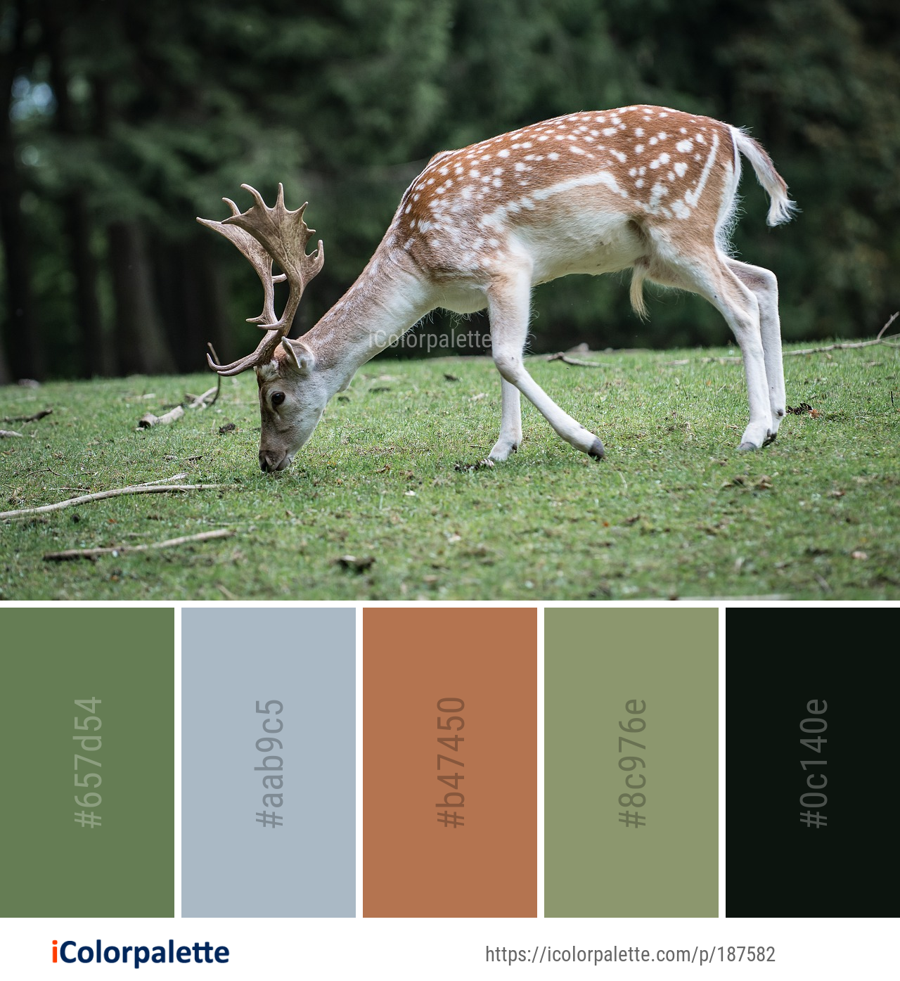 Color Palette Ideas from Wildlife Deer Fauna Image | iColorpalette