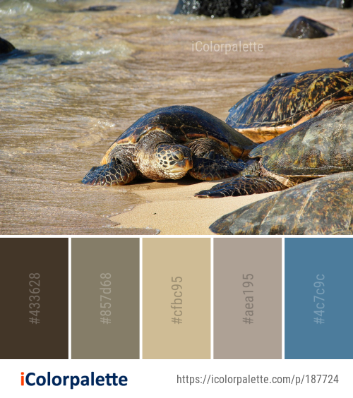 Color Palette Ideas from Turtle Sea Fauna Image | iColorpalette