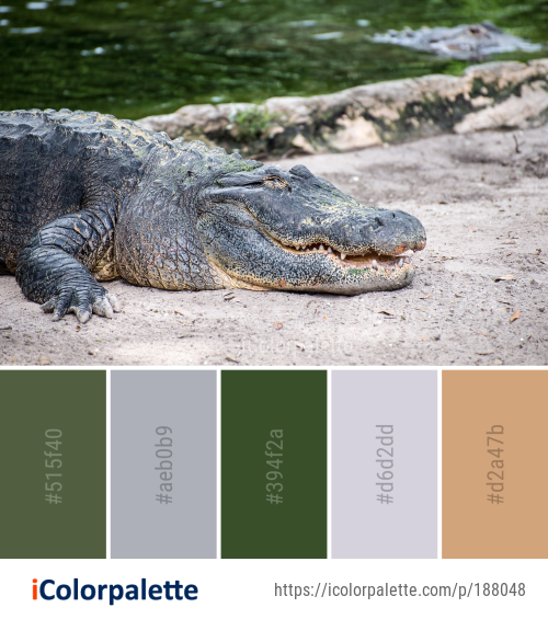 Color Palette Ideas from Crocodilia Alligator American Image ...