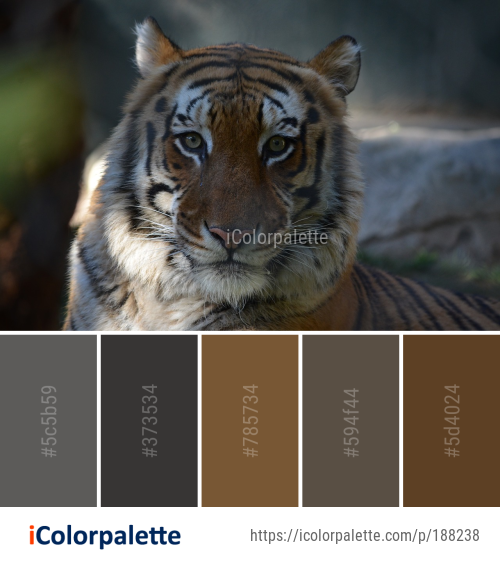 Color Palette Ideas from Wildlife Tiger Mammal Image | iColorpalette