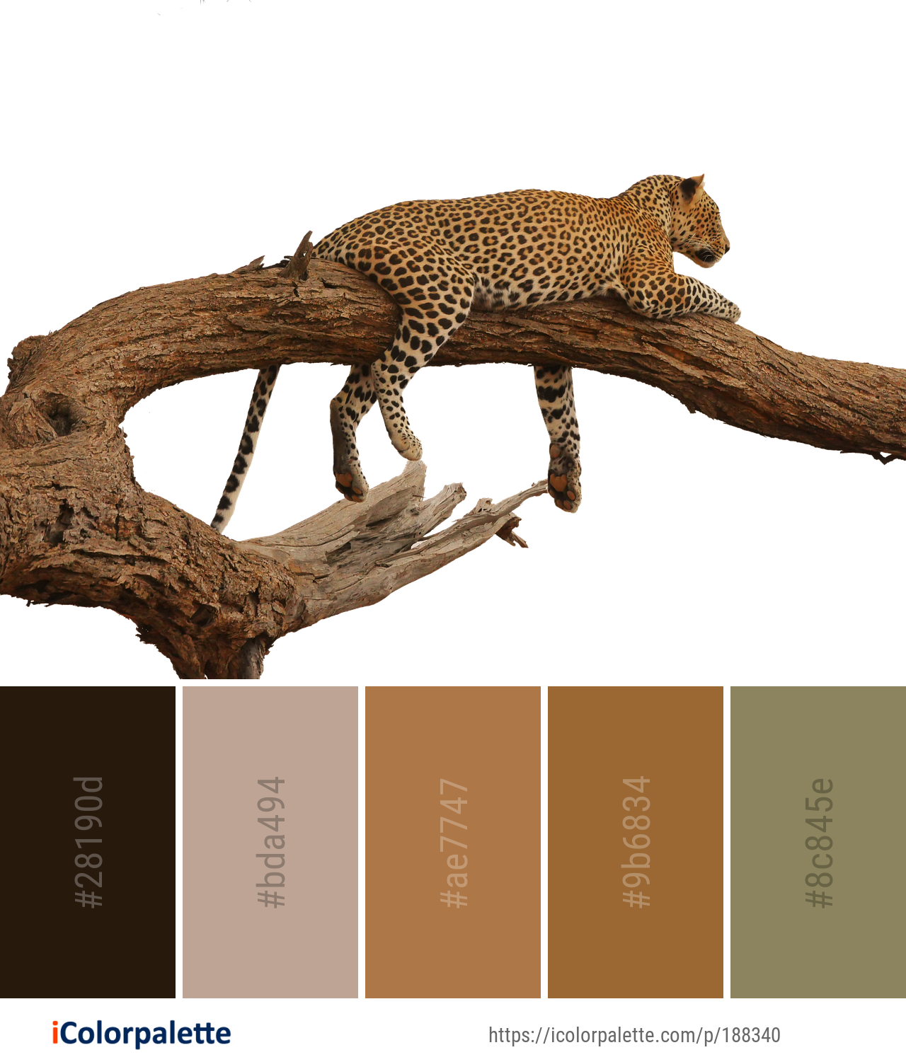 Color Palette Ideas from Leopard Terrestrial Animal Mammal Image ...