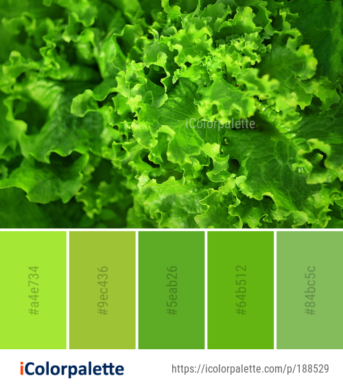 Color Palette Ideas from Leaf Vegetable Lettuce Image | iColorpalette