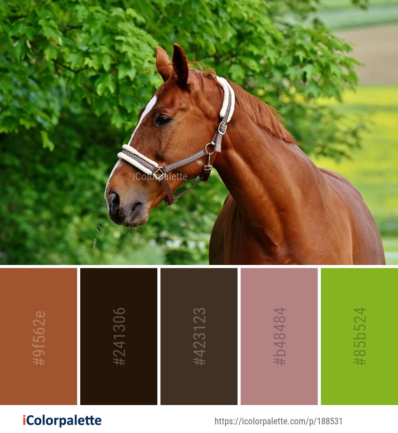Color Palette Ideas from Horse Halter Bridle Image | iColorpalette