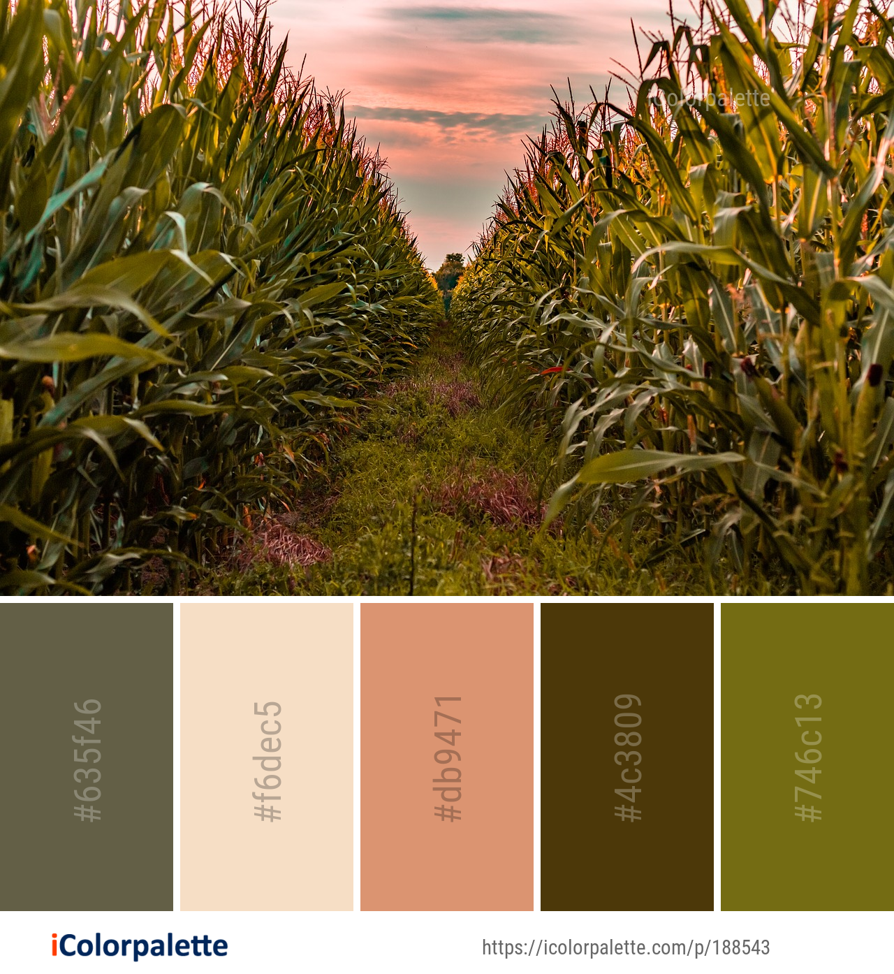 Color Palette Ideas from Vegetation Crop Field Image | iColorPalette