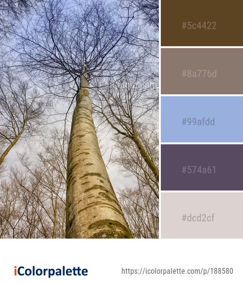 Color Palette Ideas from Tree Branch Woody Plant Image | iColorpalette