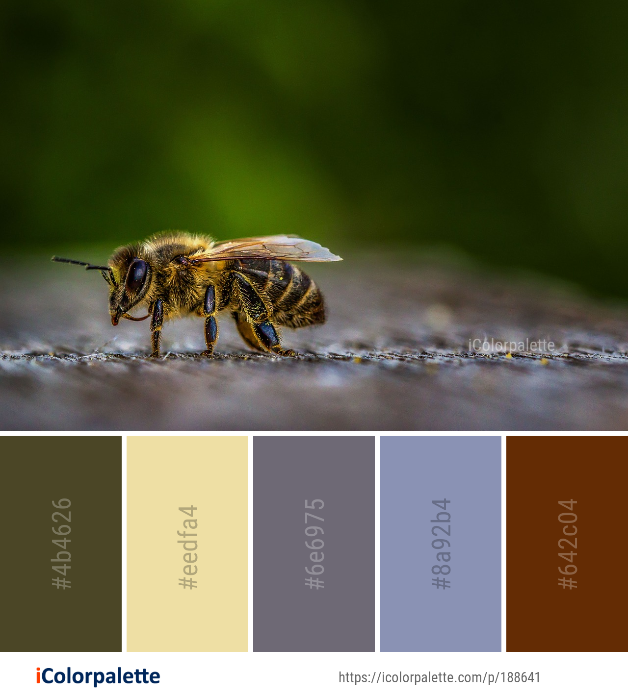Color Palette Ideas from Insect Honey Bee Image | iColorpalette