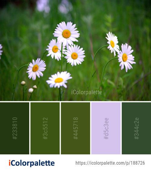 Color Palette Ideas from Flower Daisy Plant Image | iColorpalette