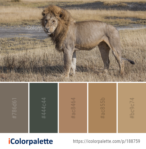 Color Palette Ideas from Wildlife Lion Terrestrial Animal Image ...