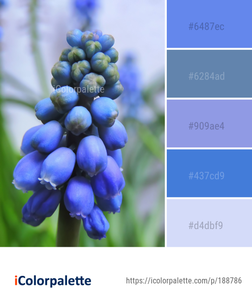 Color Palette Ideas from Flower Plant Hyacinth Image | iColorpalette